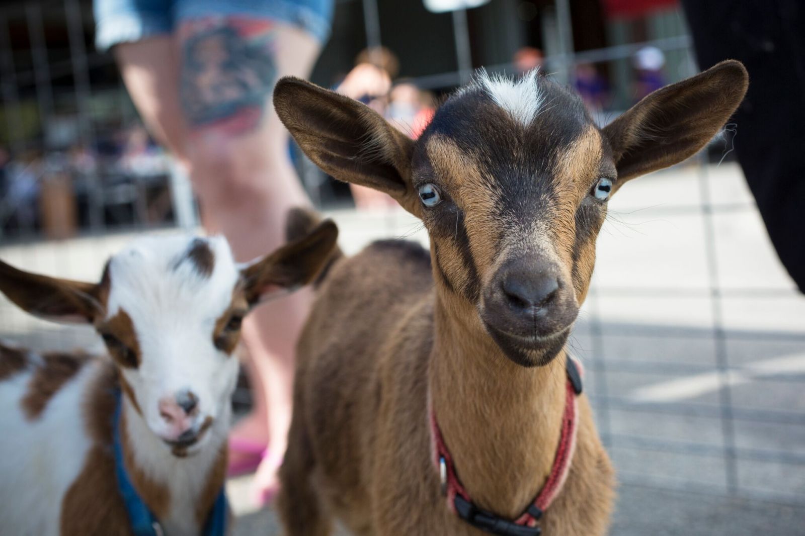 EARTH DAY, BABY GOATS & HONEY BEES! | Old Bust Head